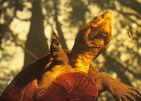 Cabeçudo - Peltocephalus dumeriliana