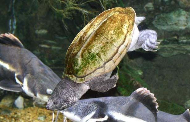 Tartaruga Almiscarada Mexicana Gigante - Staurotypus triporcatus
